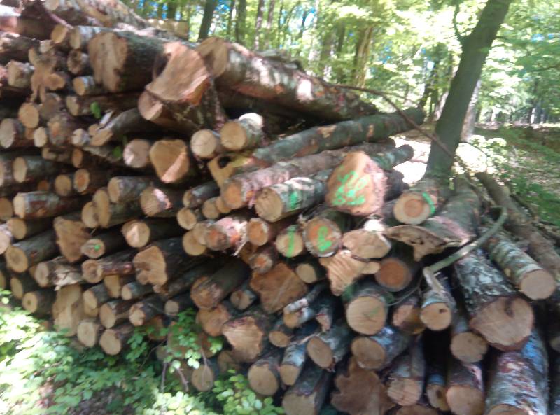 Brennholz, Stammholz » regional & nachhaltig« - Bockelmann-Holz GmbH